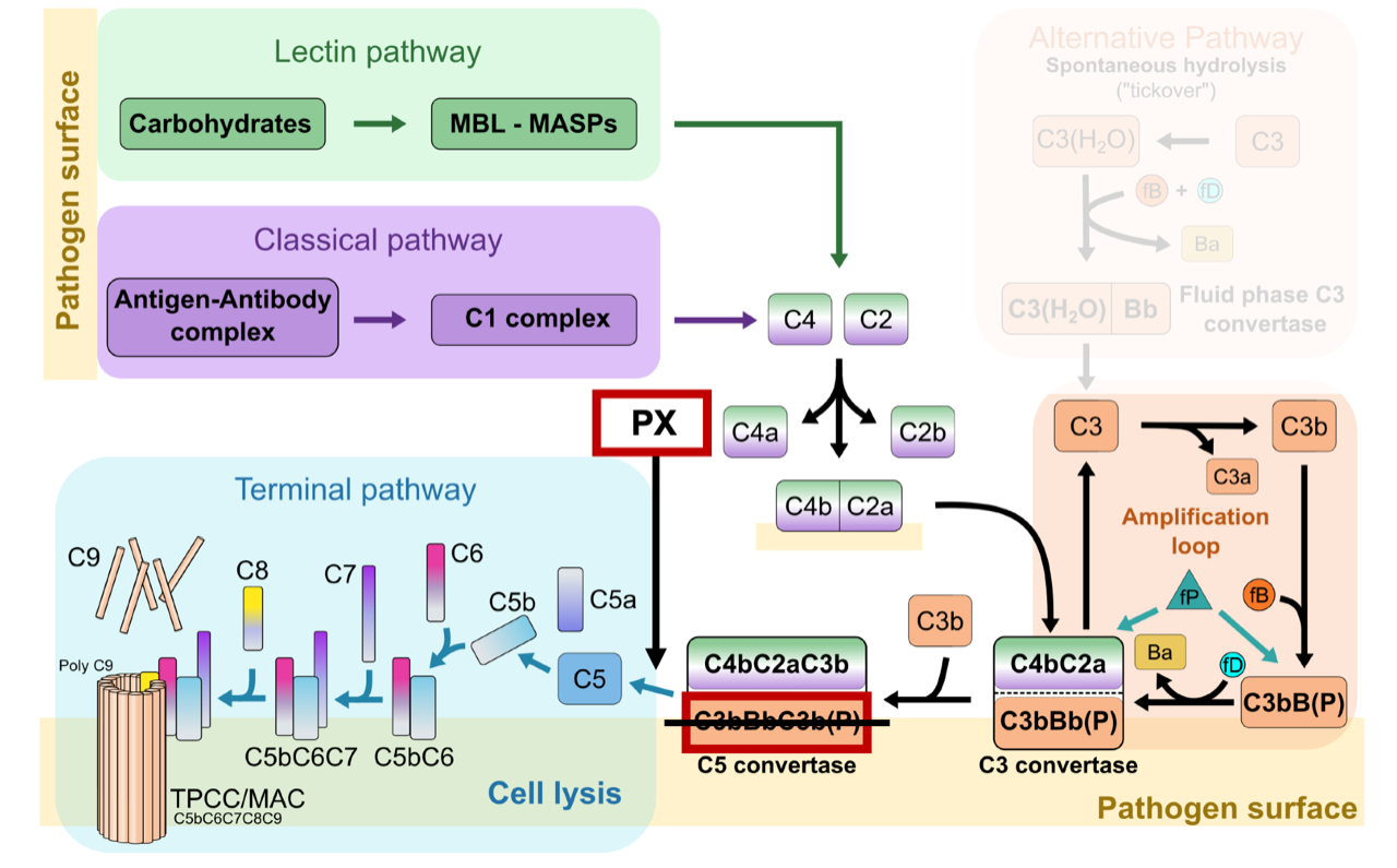 An Alternative Pathway C5 Convertase Inhibitor For Treatment Of